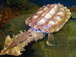 Matamata Turtle Species Discovered In The Amazon Rainforest
