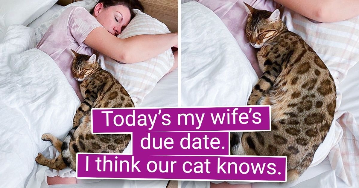 18 pictures showing that animals have the most genuine hearts!