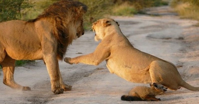 A kind-hearted lioness saves an injured baby fox from being eaten by a ...