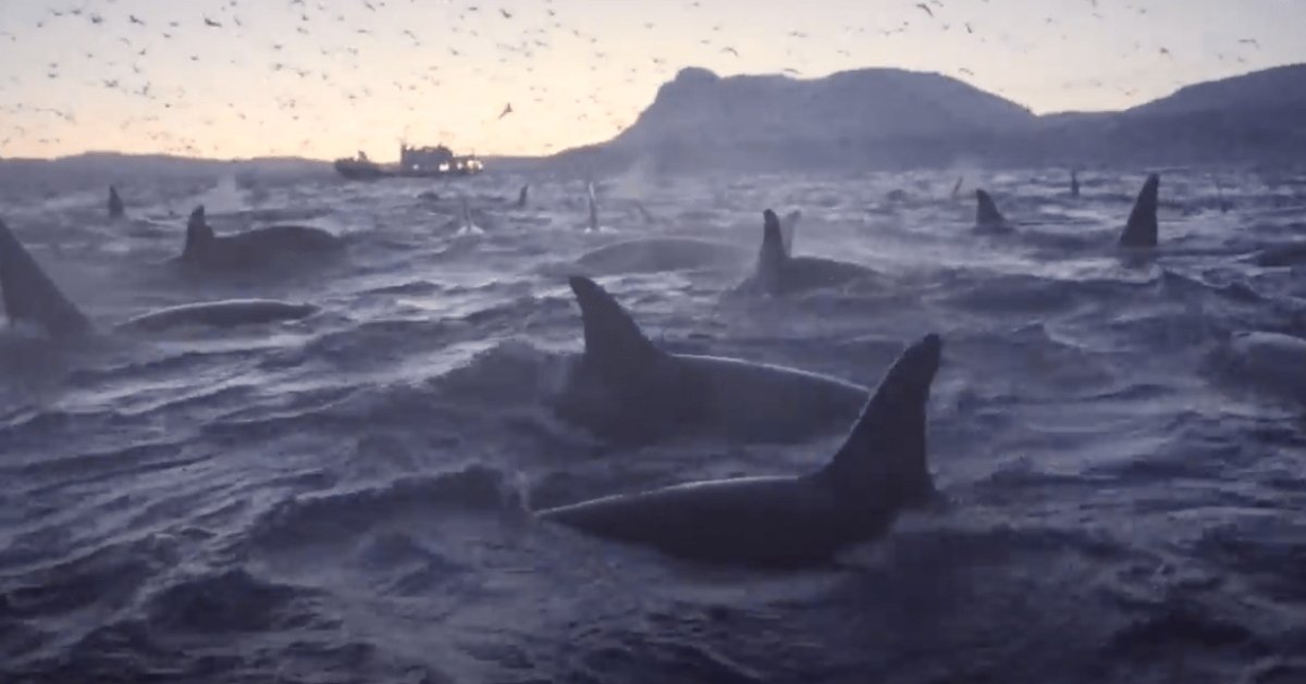 The largest Orca pod ever caught on camera- is it a meeting of Orcas!
