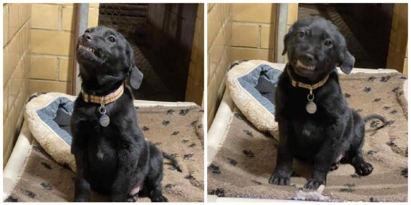 The black lab pup with the most charming smile