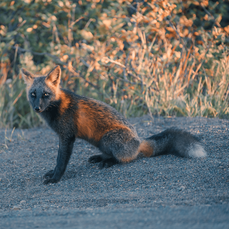 Meet this rare melanistic fox spotted in the wild