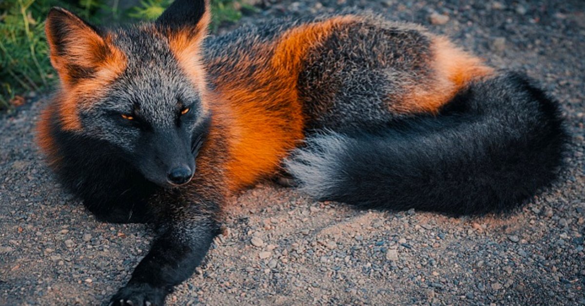 Meet this rare melanistic fox spotted in the wild