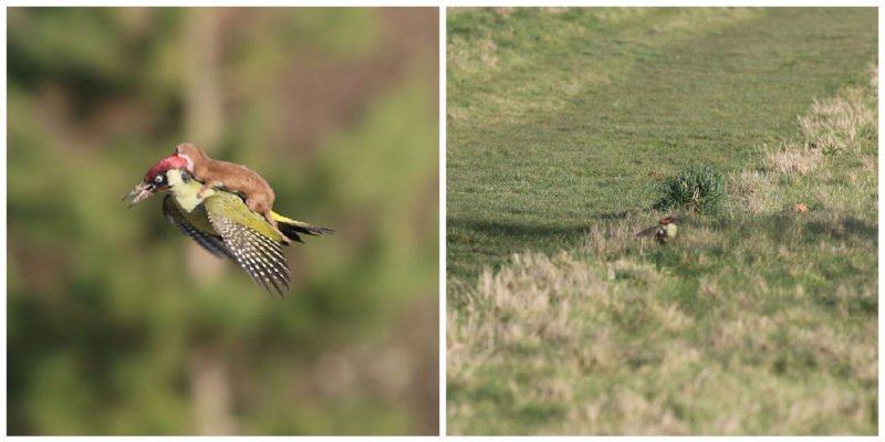Unique shot of a weasel cub riding on a woodpecker captured on camera