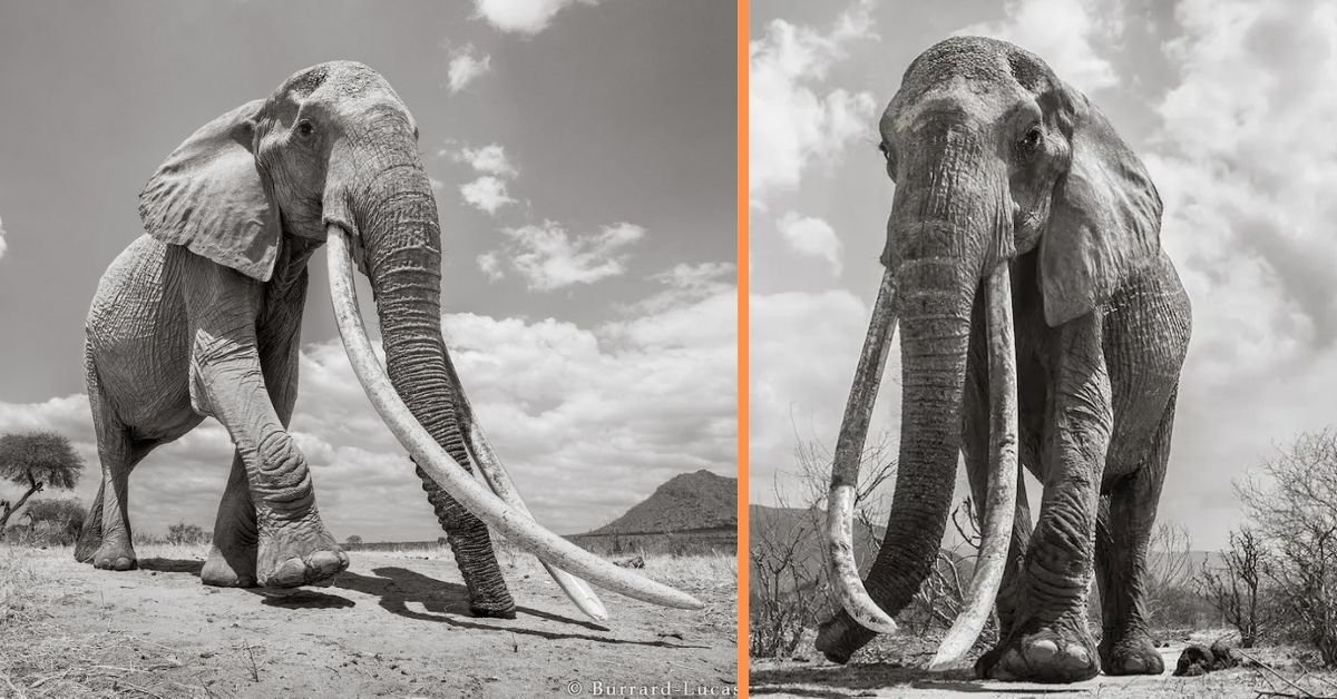 Final photos of the “Queen of the elephants”