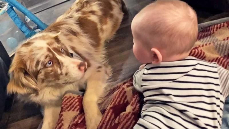 Baby’s cries reunited this family with their missing dog