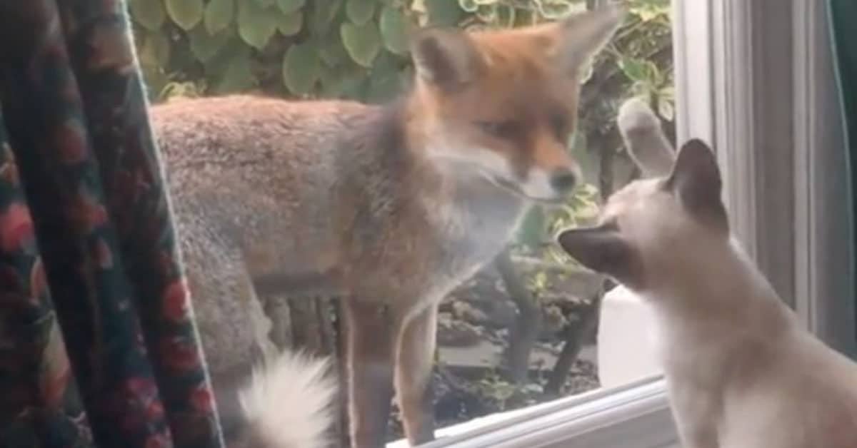 The sweetest friendship through a window between fox and cat