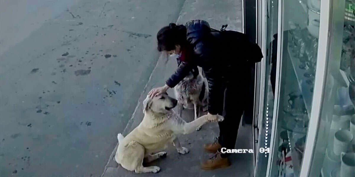 Kind Hearted Woman Shows Stray Dogs that they Matter