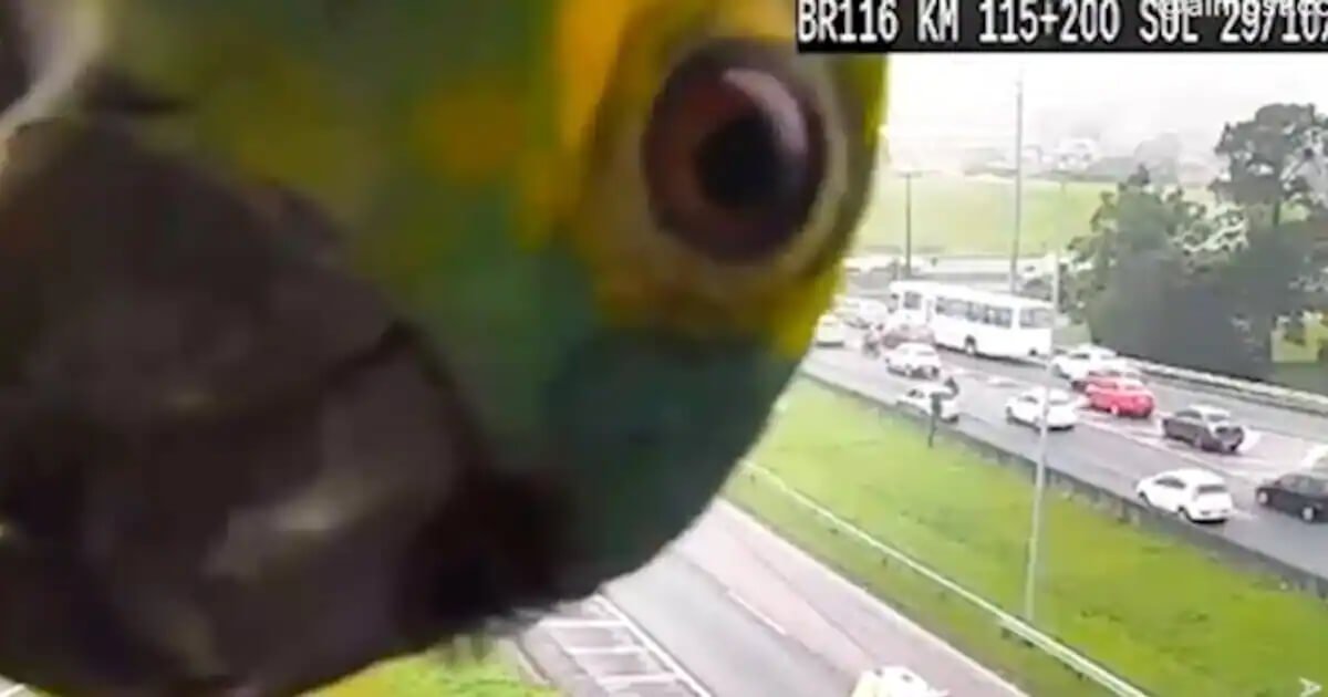 Parrot makes surprise appearance on highway traffic cam