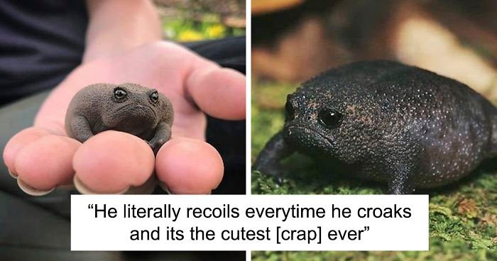 World's Grumpiest Frogs - The African Rain Frog
