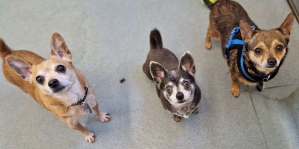The Chihuahua trio is looking for a home to spend a lifetime together!