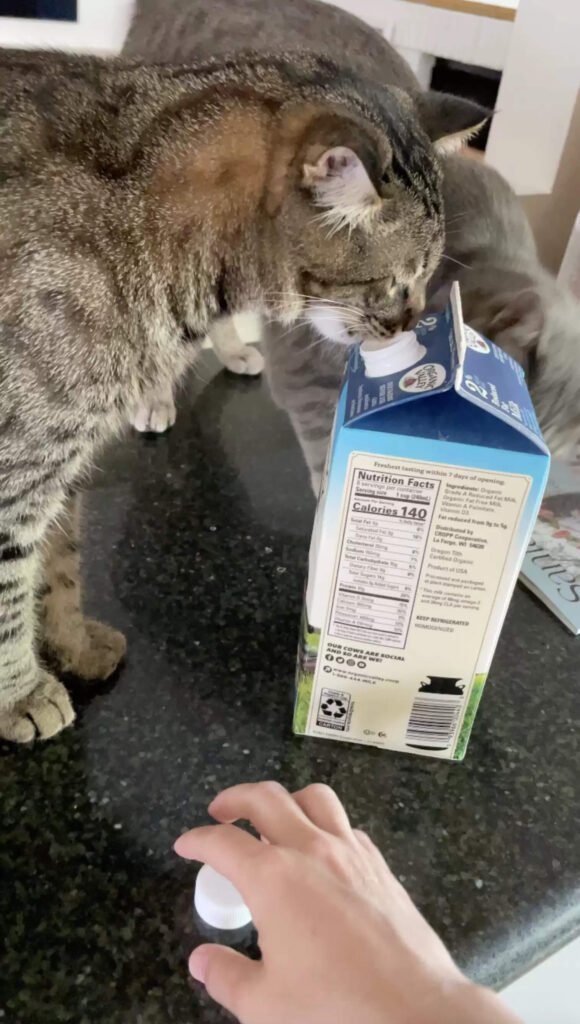 The cat who loves milk carton freshness seals