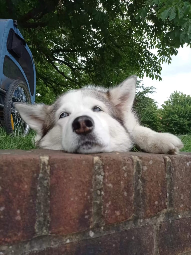 Senior Siberian husky patiently waits for boops in the same place day ...