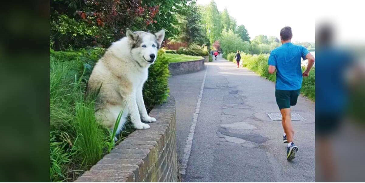 Senior Siberian husky patiently waits for boops in the same place day ...