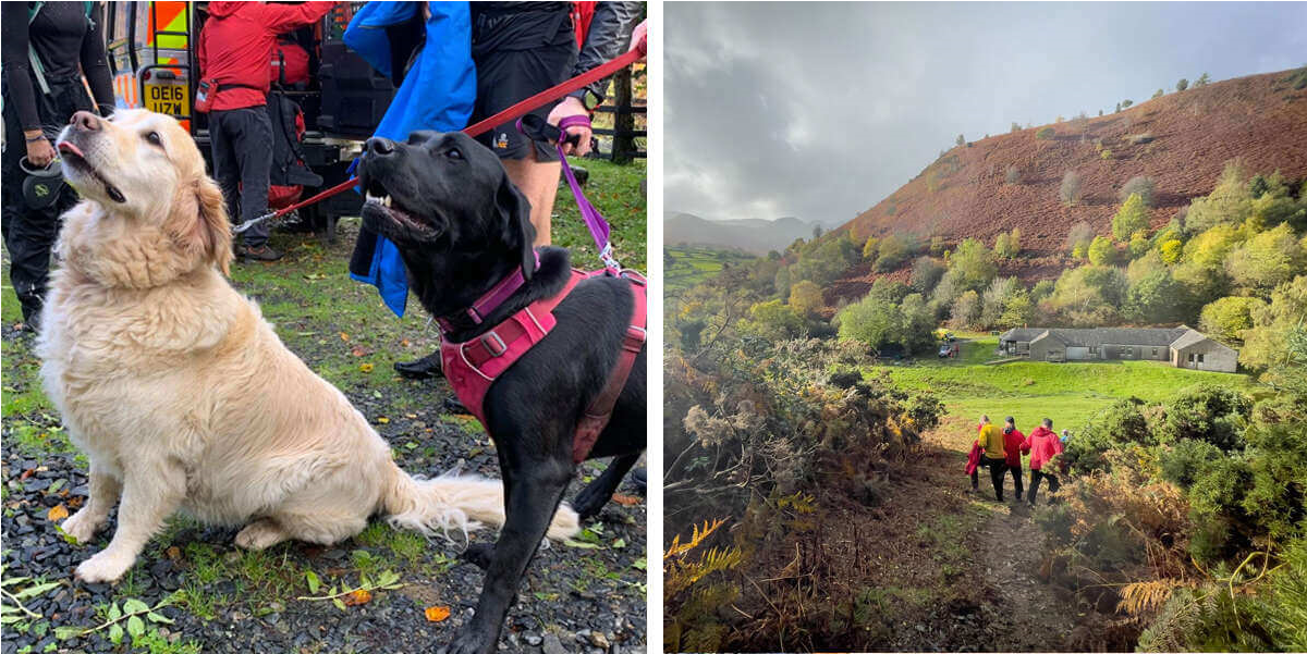 Clever dogs team up to save the owner from an emergency