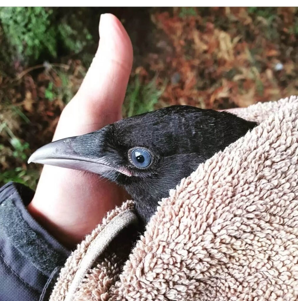 Mom with Sick Son befriends a Wild Crow who shows Incredible Gesture