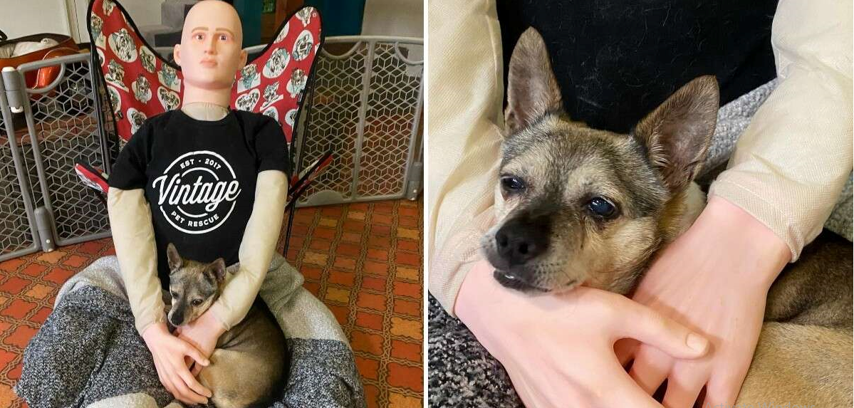 Rescuers find a genius way to comfort dogs who are in need