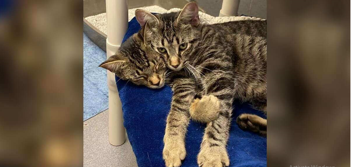 Shelter shuffles Facebook audience with a pic of an adorable two-headed cat