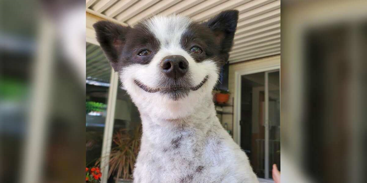 Meet Chevy- the dog who smiles all day.