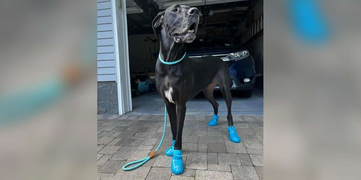 Meet Hooch! The dog who loves to wear crocs!