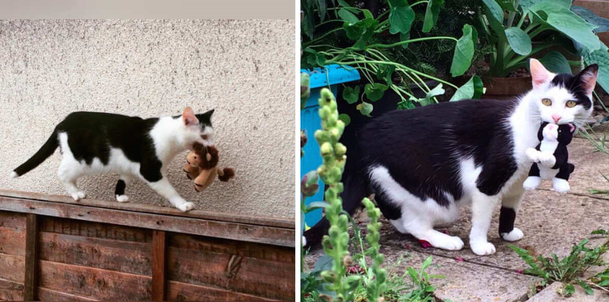 Meet Pixie! The cat who takes her plushies with her adventures