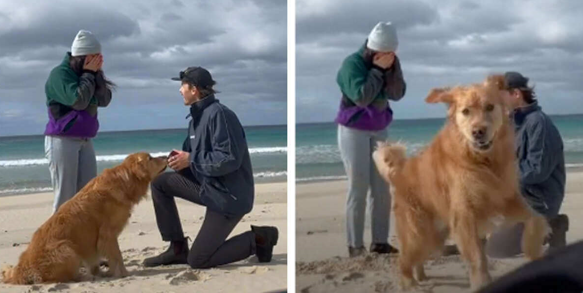 Elated Dog has Best Reaction when His Parents get Engaged