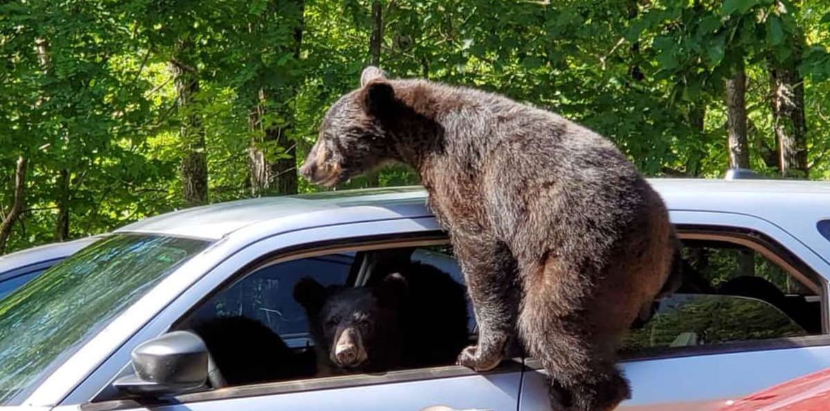 A Family of Bears is in Guy's car When He Walks Outside in the Morning