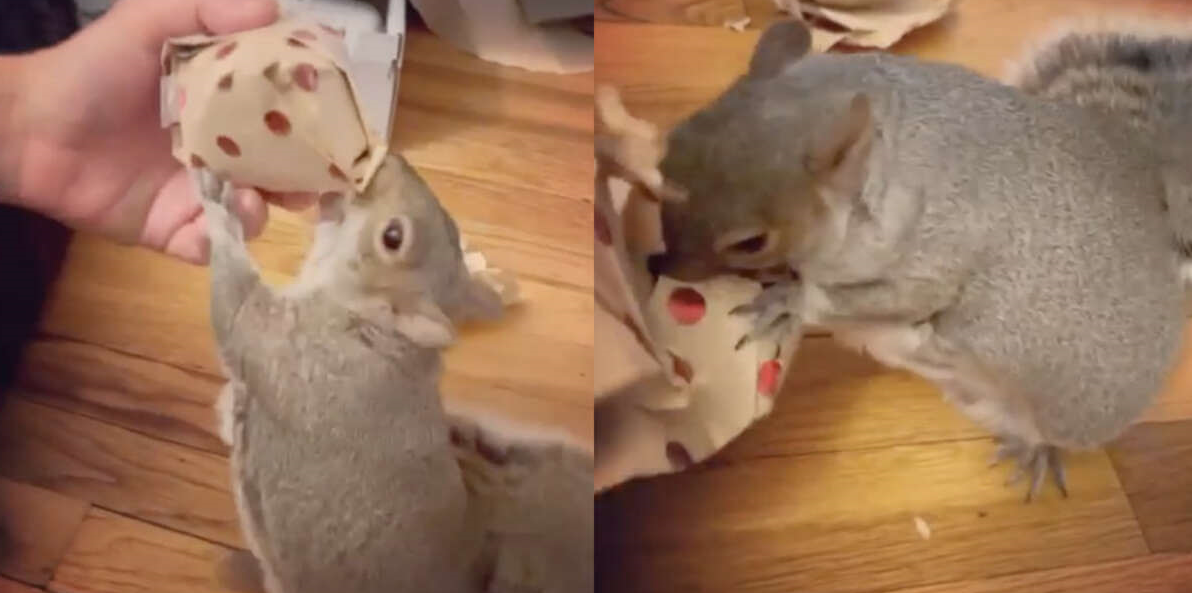 Rescue Squirrel Is Overjoyed To Unwrap Her Present