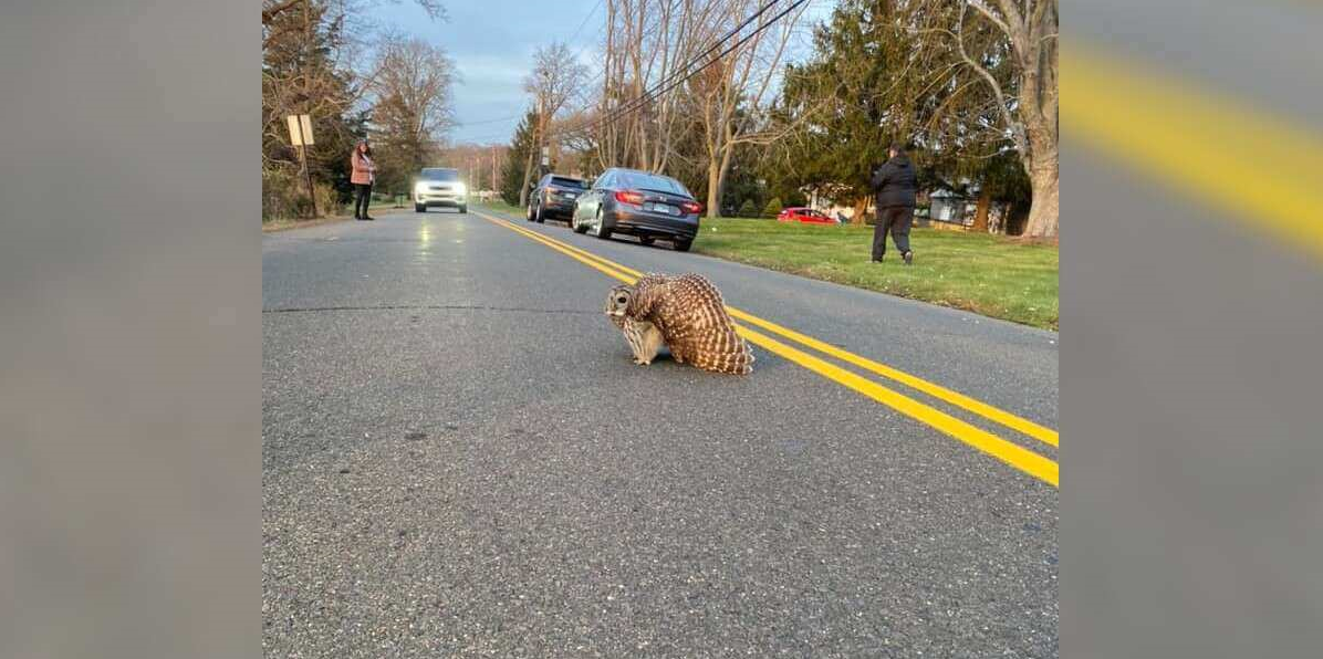 Woman discovers an owl lying on a busy road and realizes she must assist