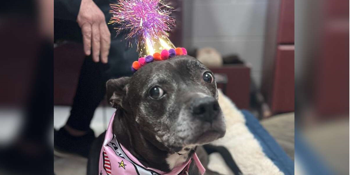 Elderly Dog Loco Celebrates a Special Birthday with Cake and Song at ...