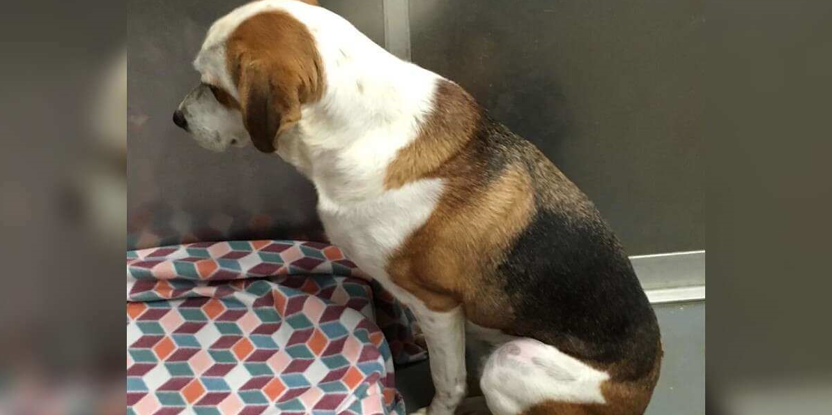 A Viral Video help Shelter Dog who had Given Up to find a Forever Family