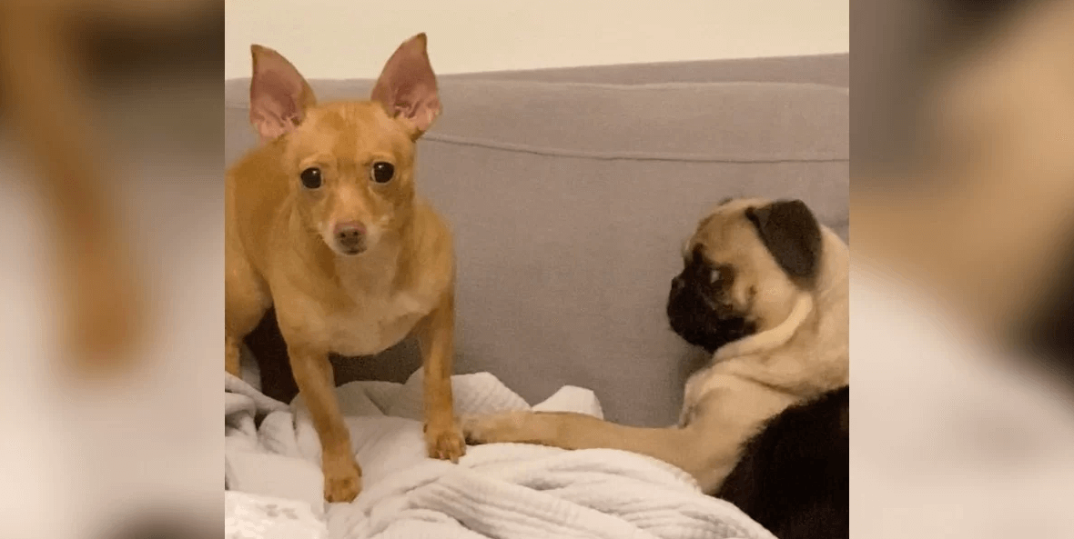 Dog Acts Blind To Ignore New Puppy In Family