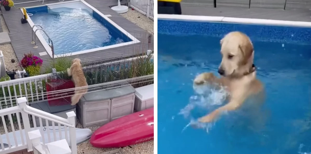 Cameras Capture Dog Swimming in the Neighbor's Pool