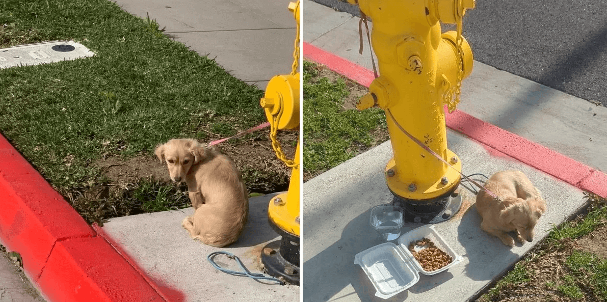 Too sad to even lift her head, the puppy had been left tied to the fire ...
