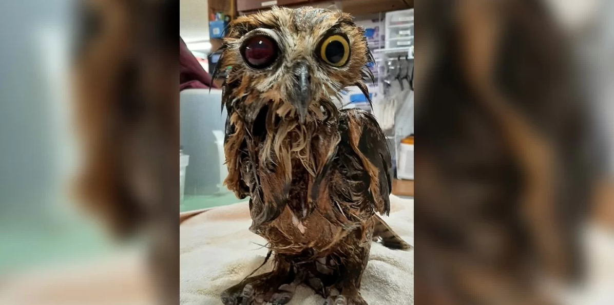 After a few days of Tender Loving Care, an owl rescued from a pit ...