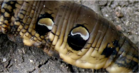 Mysterious Discovery: Woman Finds Bizarre 'Two-Headed' Creature in Her ...