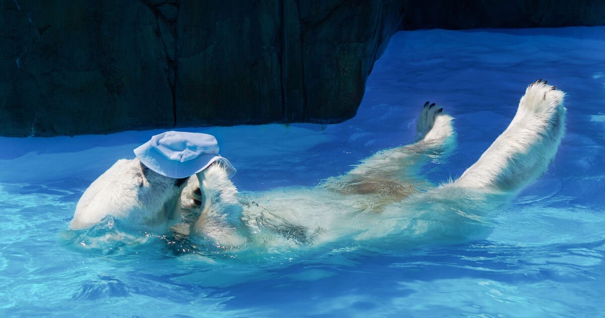 Captured: A Polar Bear's Hat Trick in 16 Stunning Photos