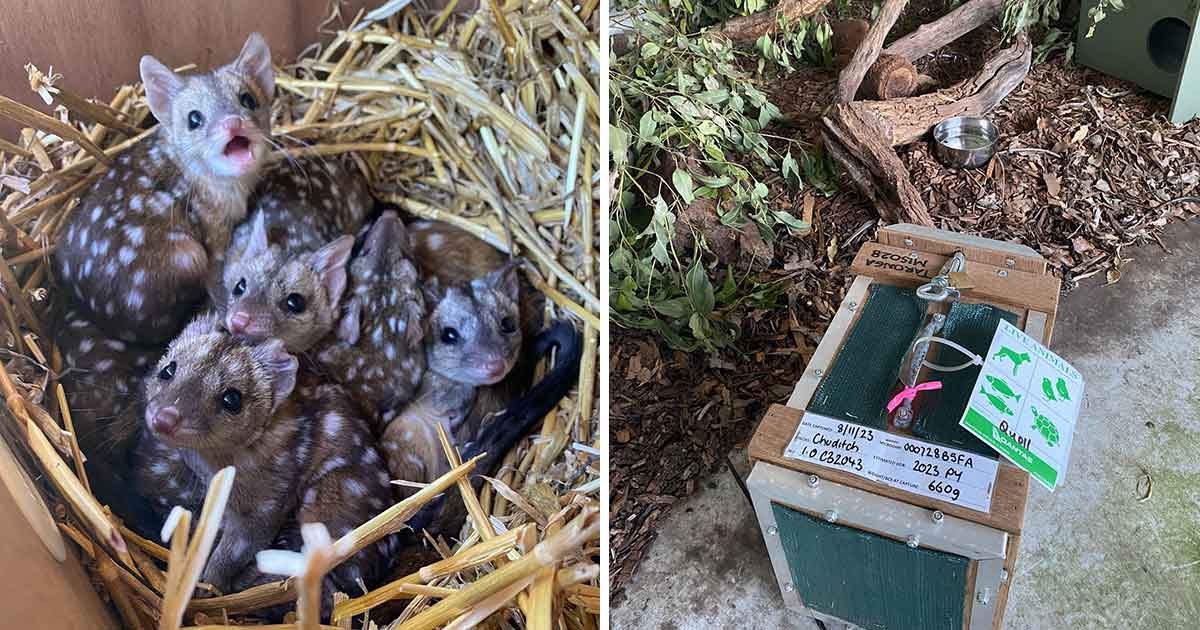 Group discovers unusually spiky creatures in a nest – their jaws drop ...