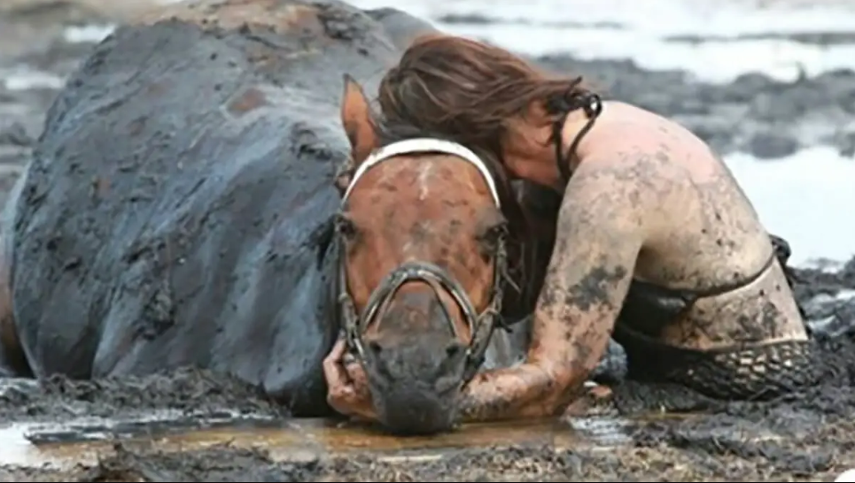 900-Pound Horse Trapped in Mud – Owner Stays by His Side for Three ...