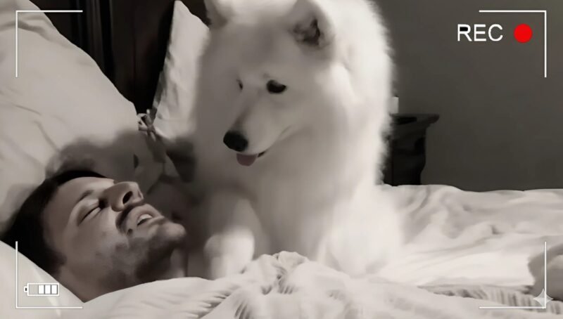 Adopted shelter dog stayed awake every night watching her owners — what ...